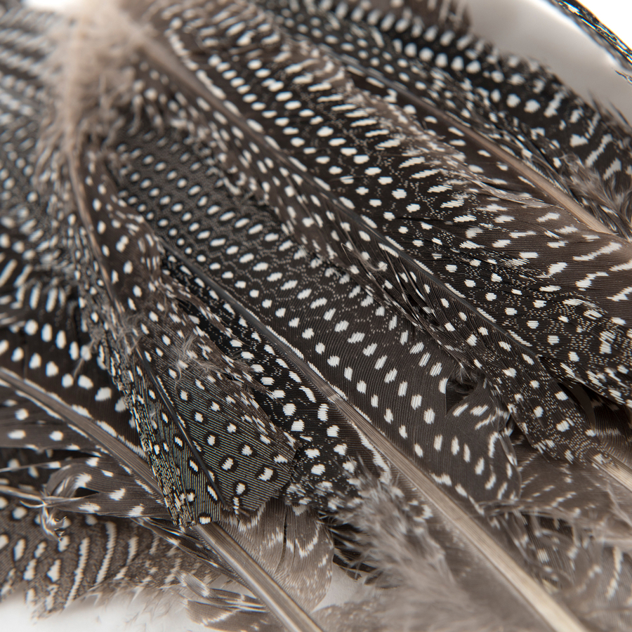 Buy Feather Pack Assorted | TTS