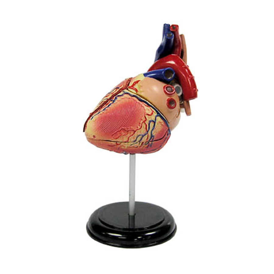 Buy Human Heart Desktop Model | TTS