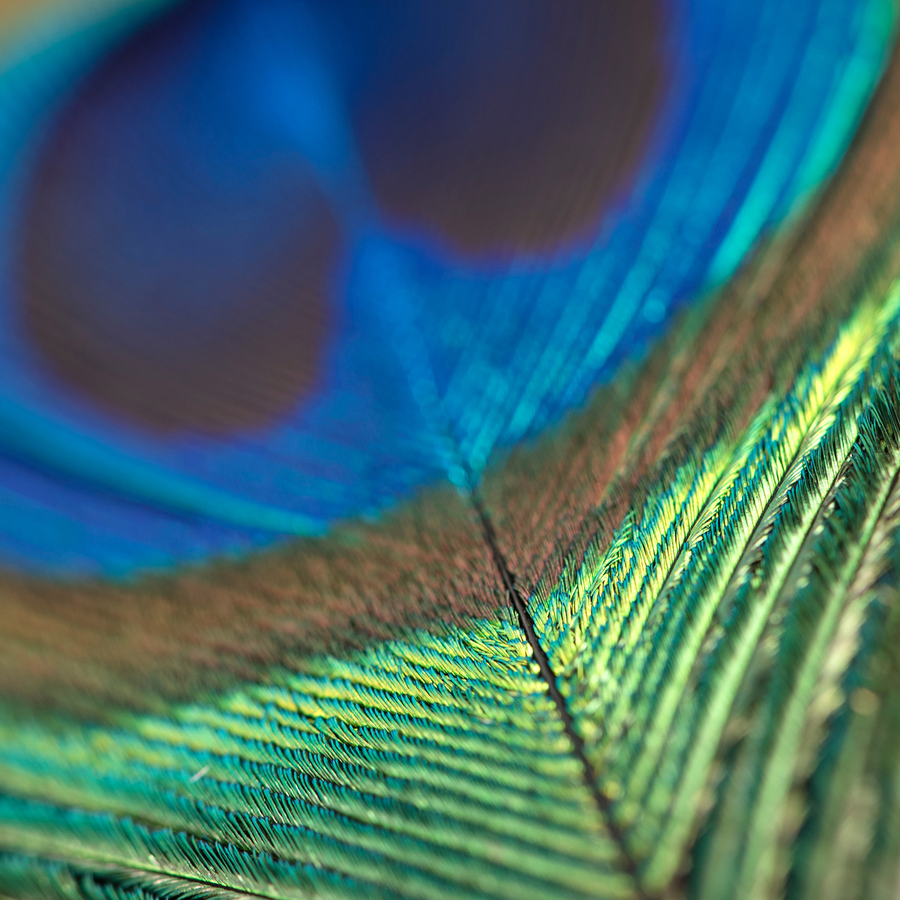 Buy Feather Pack Assorted | TTS